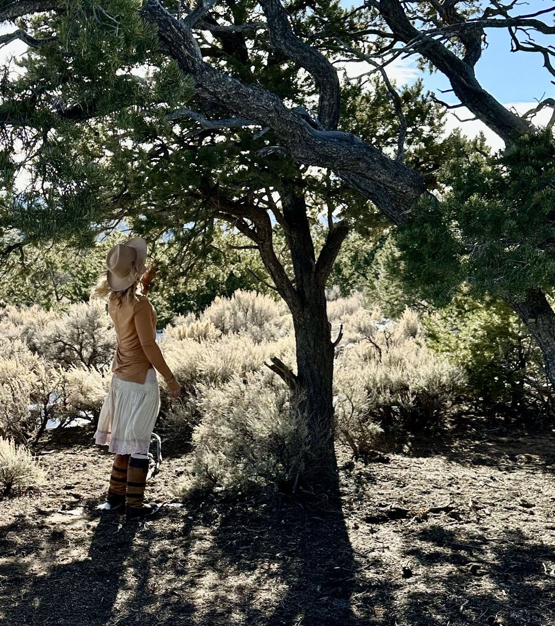 The Healing Power of the Piñon Pine | Ecozoica Apothecary